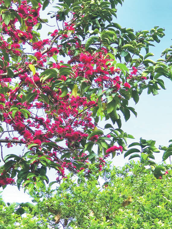 The Importance of the Kukui Nut Tree (Canoe Plant)